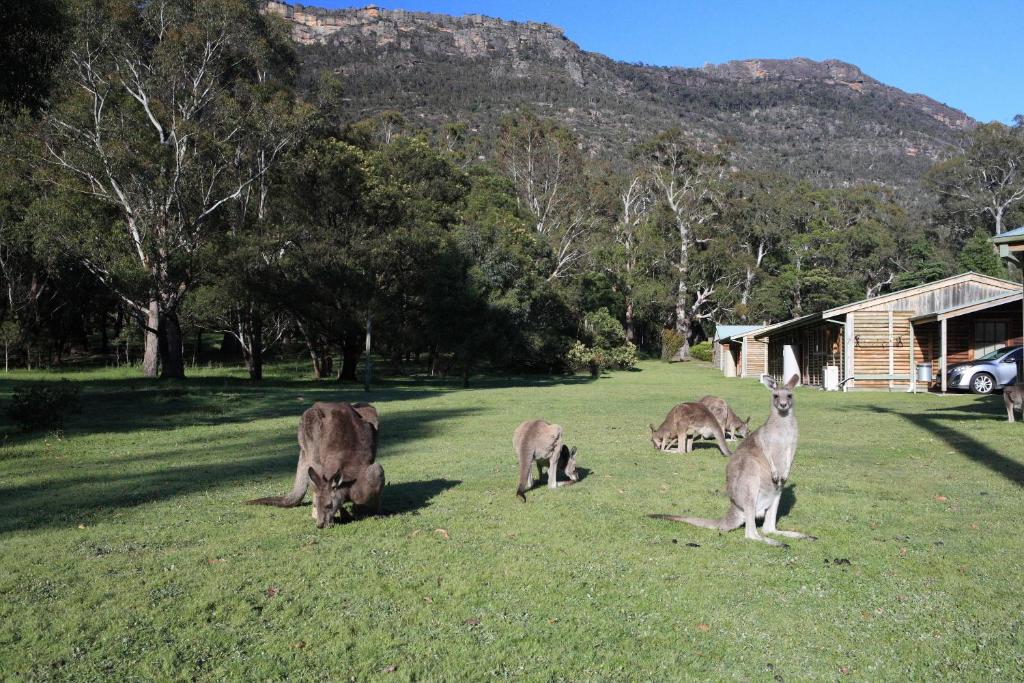 Halls Gap Log Cabins:Home